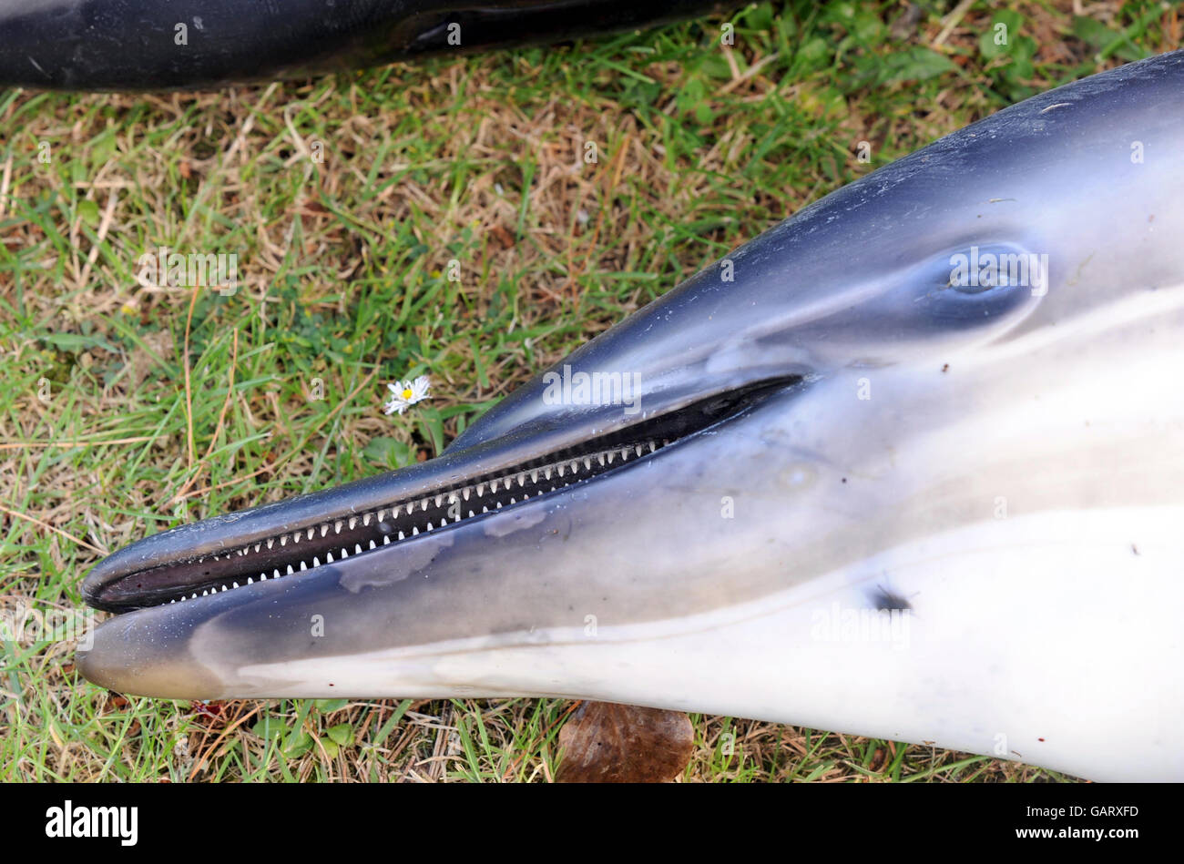 Died dolphin hi-res stock photography and images - Alamy