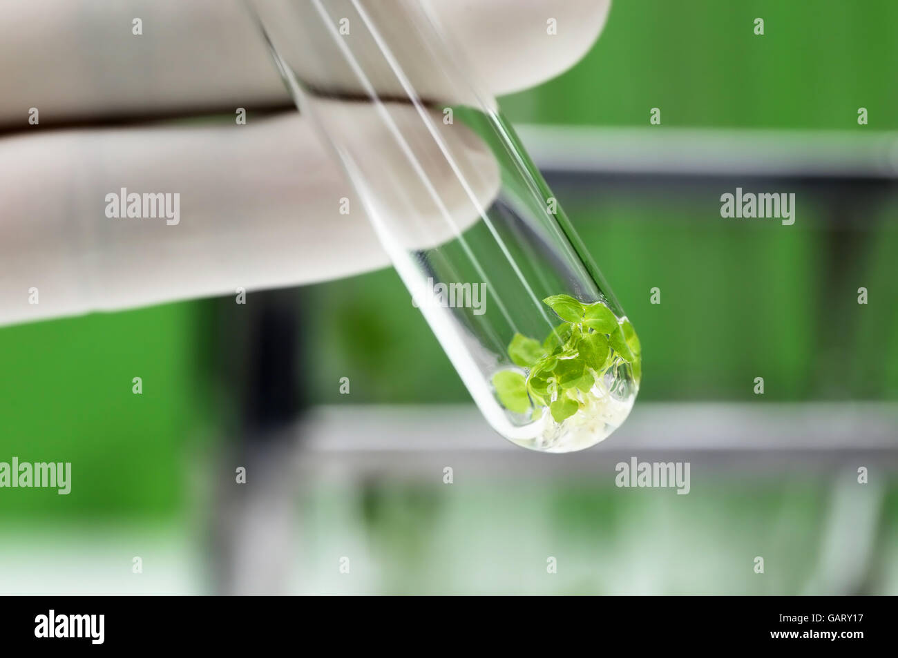 Tissue cultured plant in test hi-res stock photography and images - Alamy