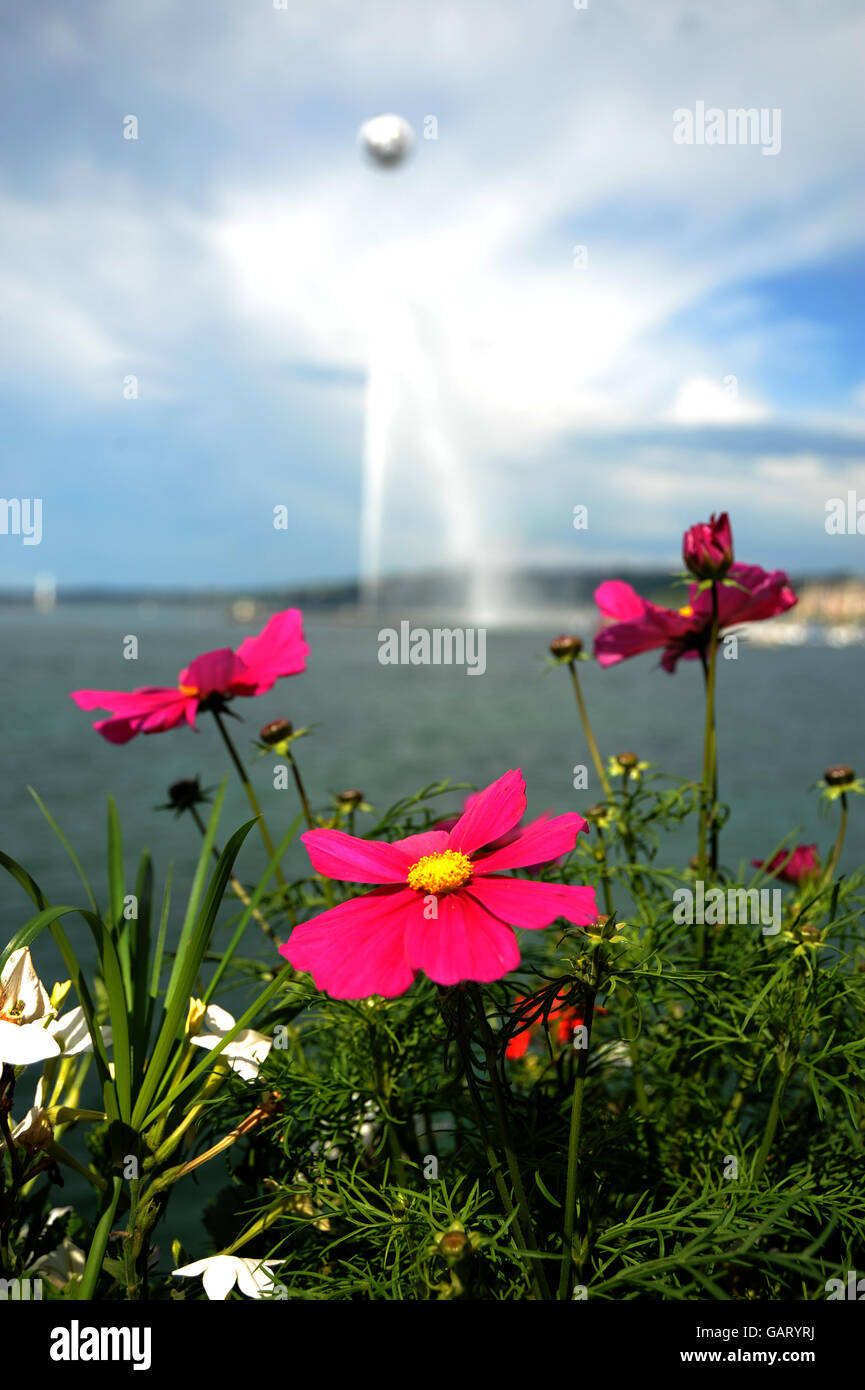 Flowers on the Geneva waterfront with the Jet d'Eau in the background ...