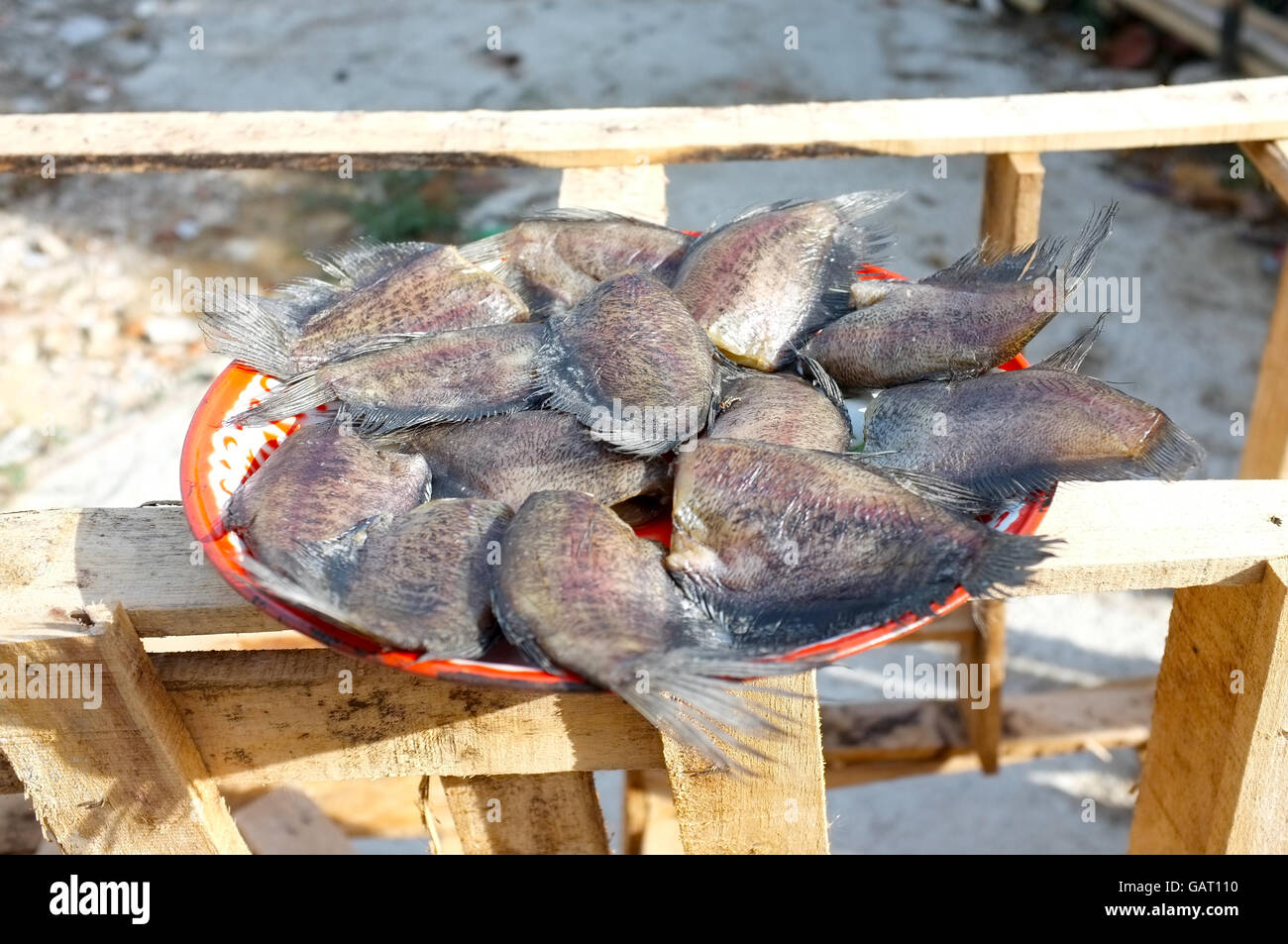 Snake fish tail hi-res stock photography and images - Alamy
