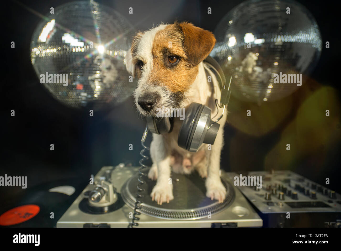 a cute jack russell dog Djing in a disco setting Stock Photo - Alamy