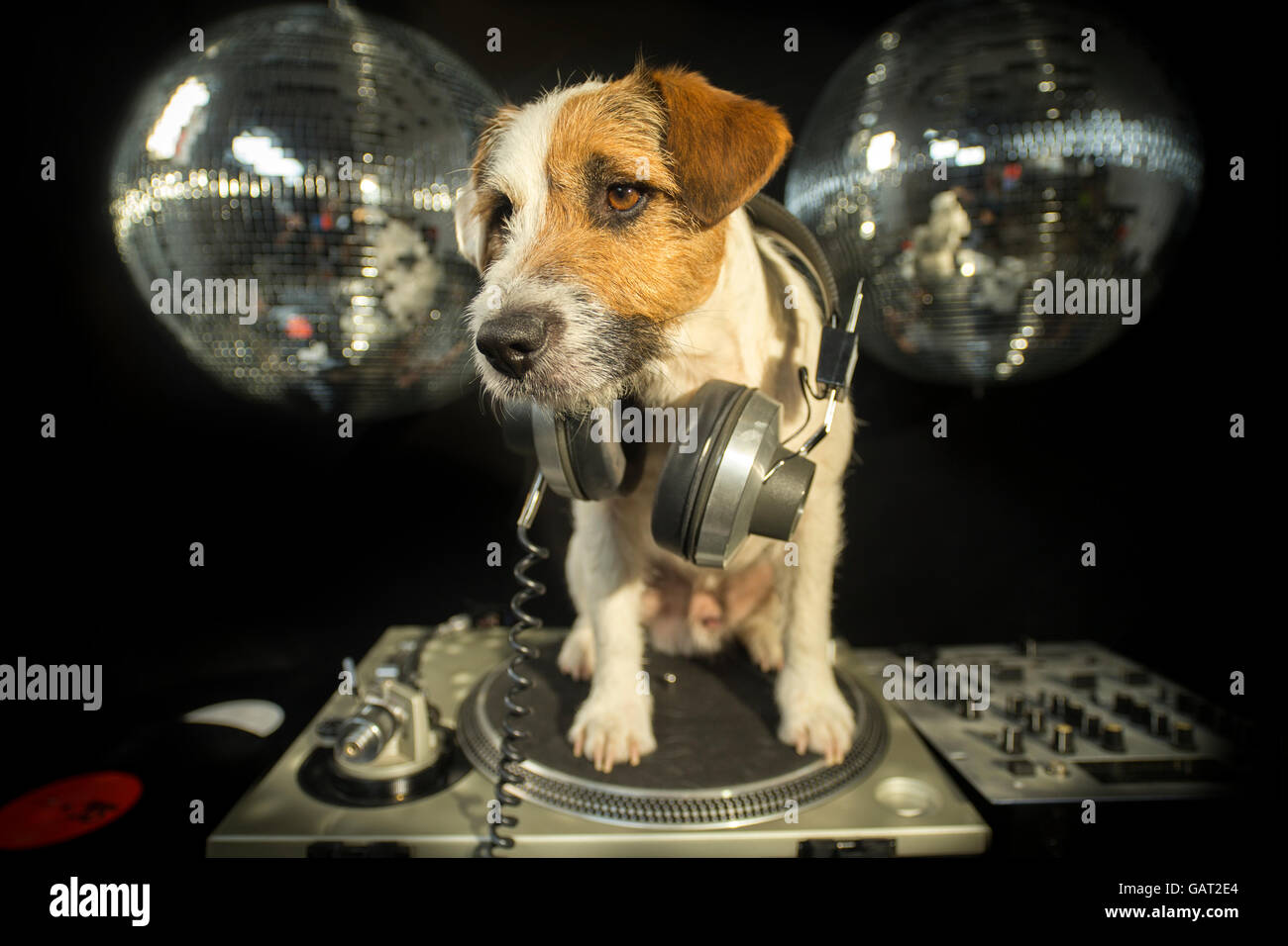 a cute jack russell dog Djing in a disco setting Stock Photo - Alamy