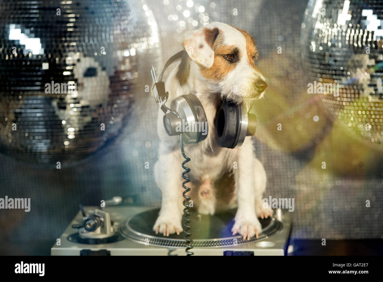 a cute jack russell dog Djing in a disco setting Stock Photo - Alamy