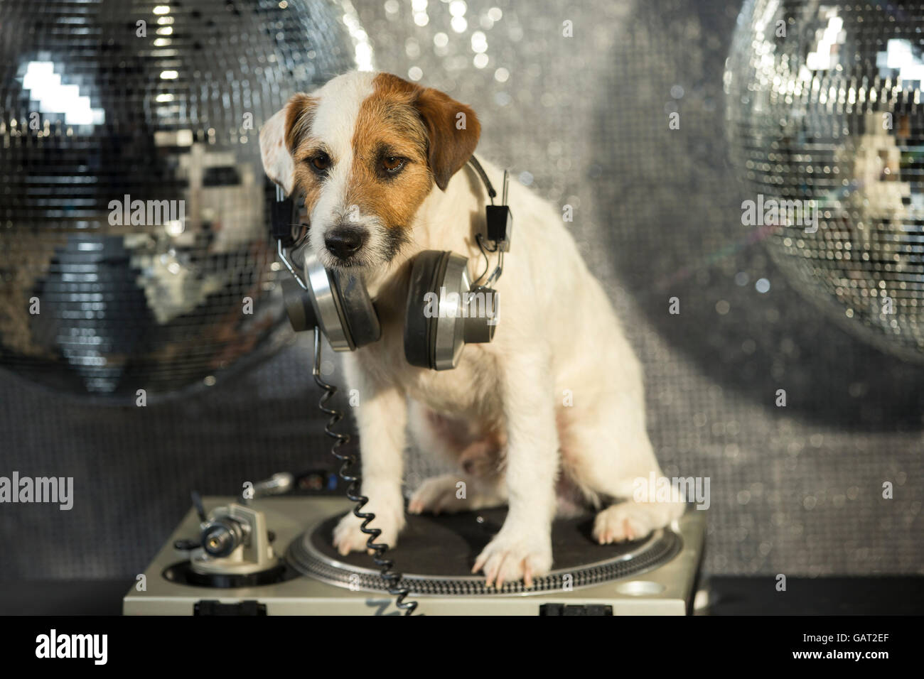 a cute jack russell dog Djing in a disco setting Stock Photo - Alamy