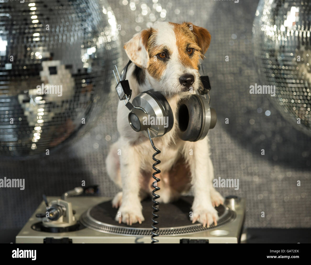 a cute jack russell dog Djing in a disco setting Stock Photo - Alamy