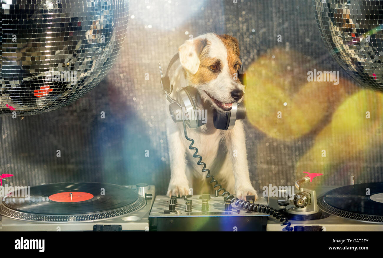 a cute jack russell dog Djing in a disco setting Stock Photo - Alamy