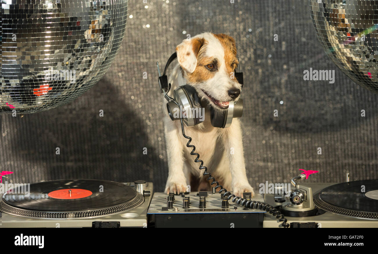 a cute jack russell dog Djing in a disco setting Stock Photo - Alamy