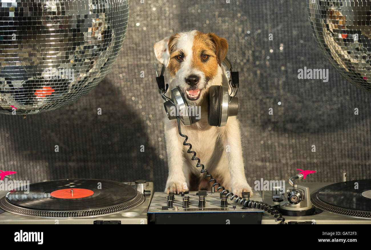 a cute jack russell dog Djing in a disco setting Stock Photo - Alamy