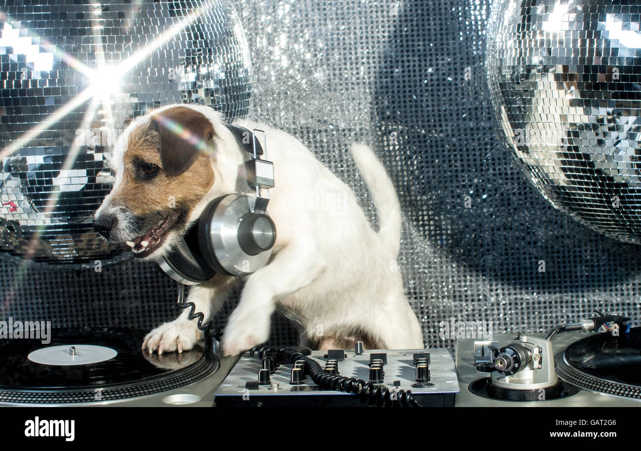 a cute jack russell dog Djing in a disco setting Stock Photo - Alamy