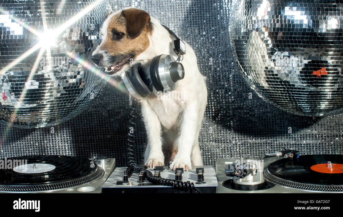 a cute jack russell dog Djing in a disco setting Stock Photo - Alamy
