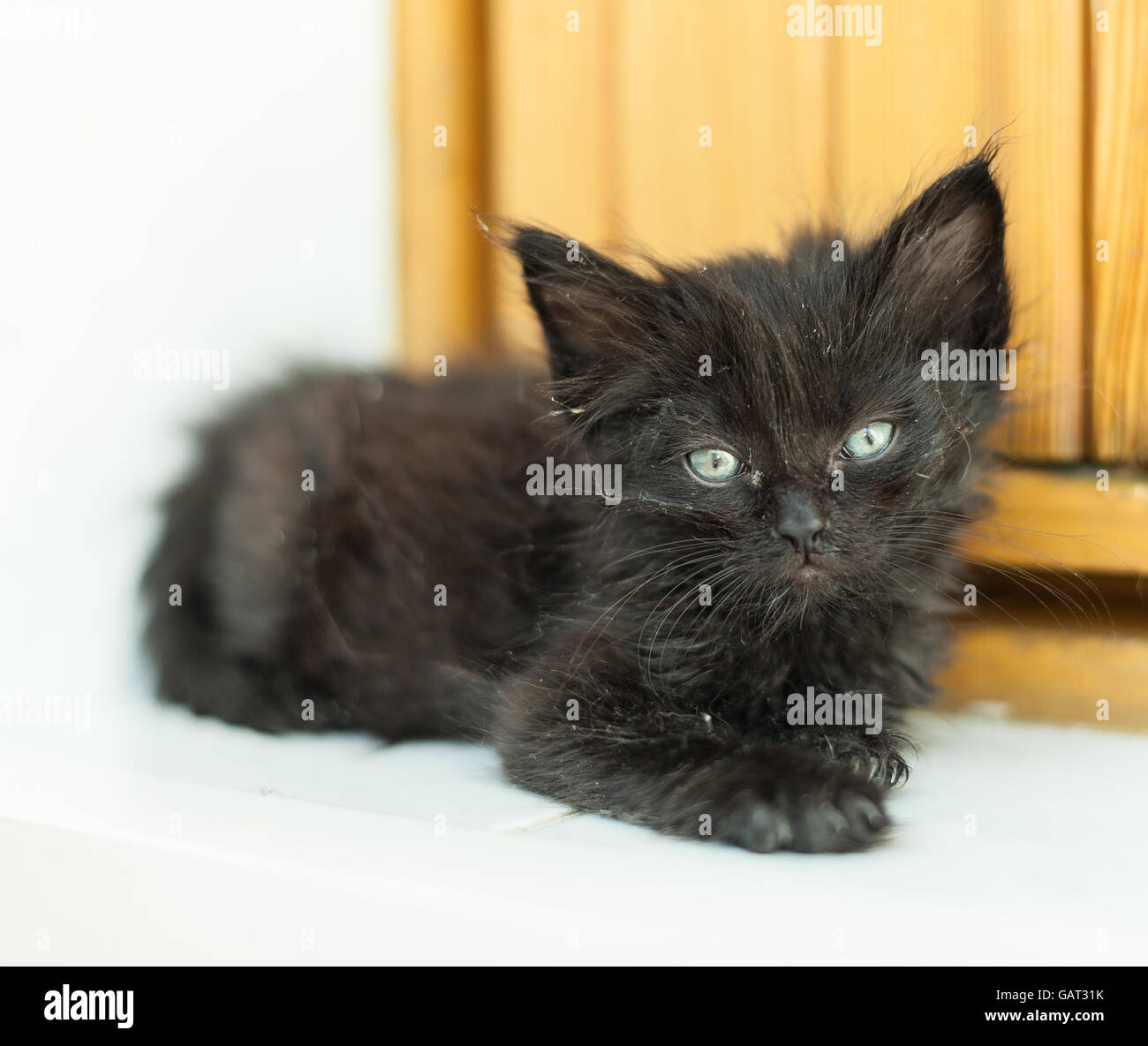 Little dirty cat hi-res stock photography and images - Alamy