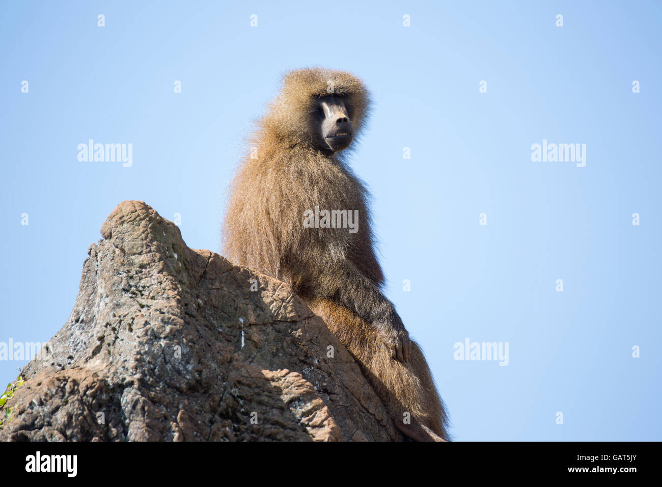 a baboon sitting on a rock Stock Photo - Alamy