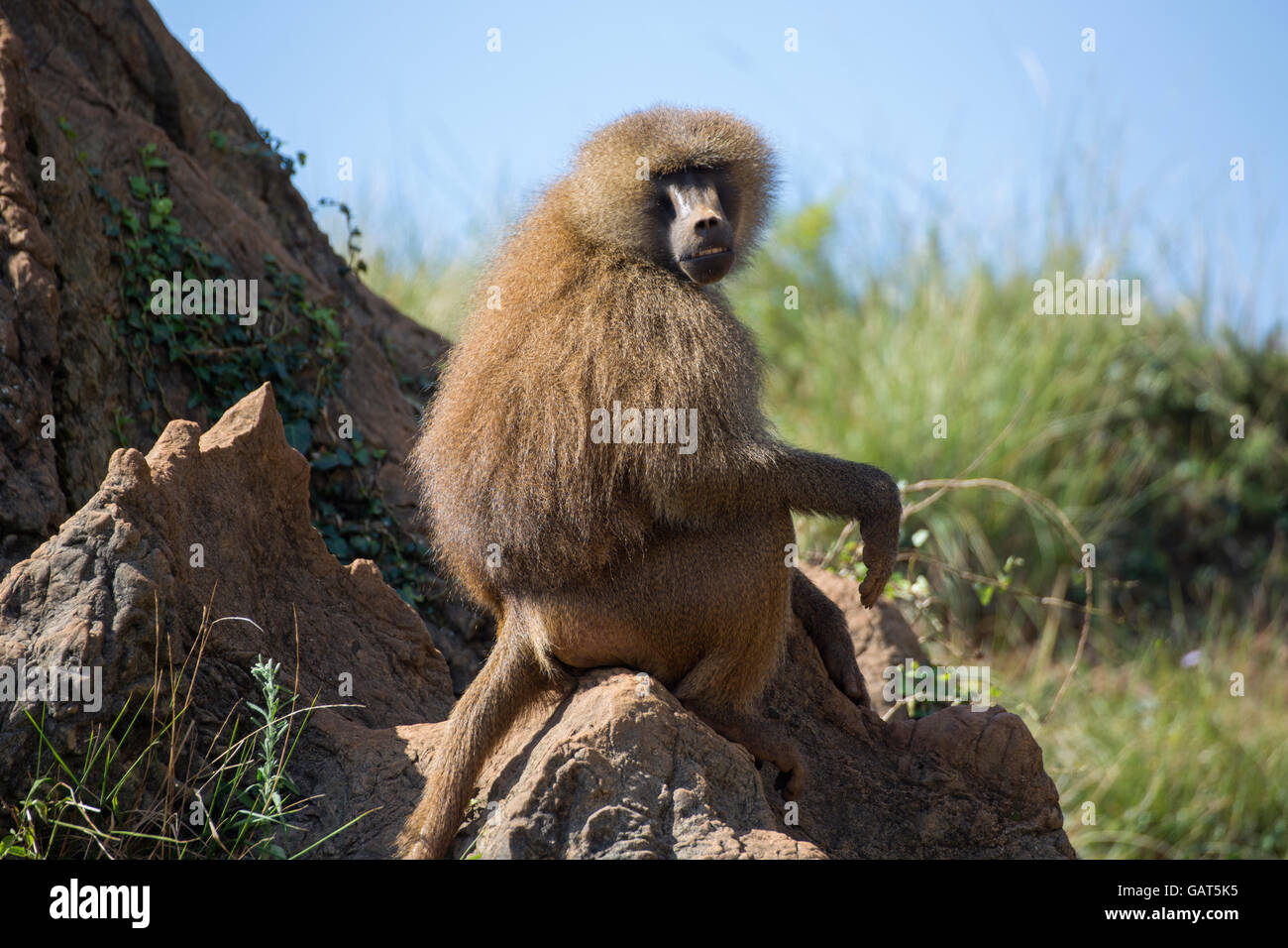 a baboon sitting on a rock Stock Photo - Alamy