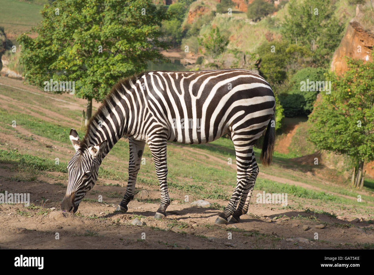 a zebra stands alone in a safari landscape Stock Photo - Alamy
