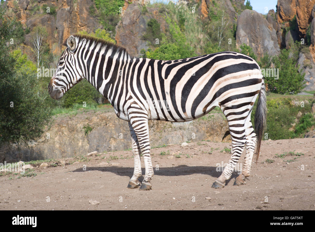 a zebra stands alone in a safari landscape Stock Photo - Alamy