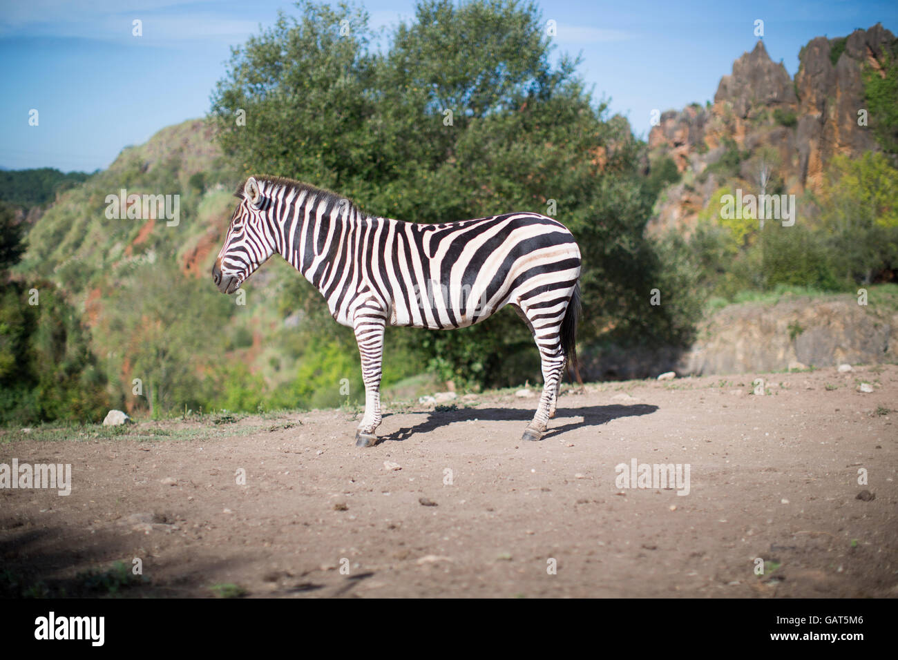 a zebra stands alone in a safari landscape Stock Photo - Alamy