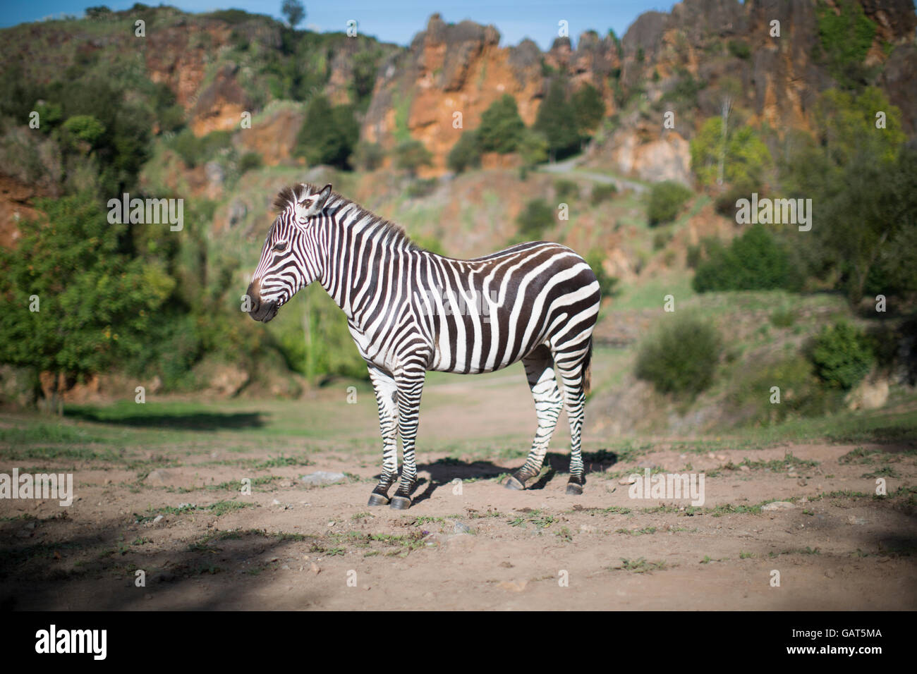 a zebra stands alone in a safari landscape Stock Photo - Alamy