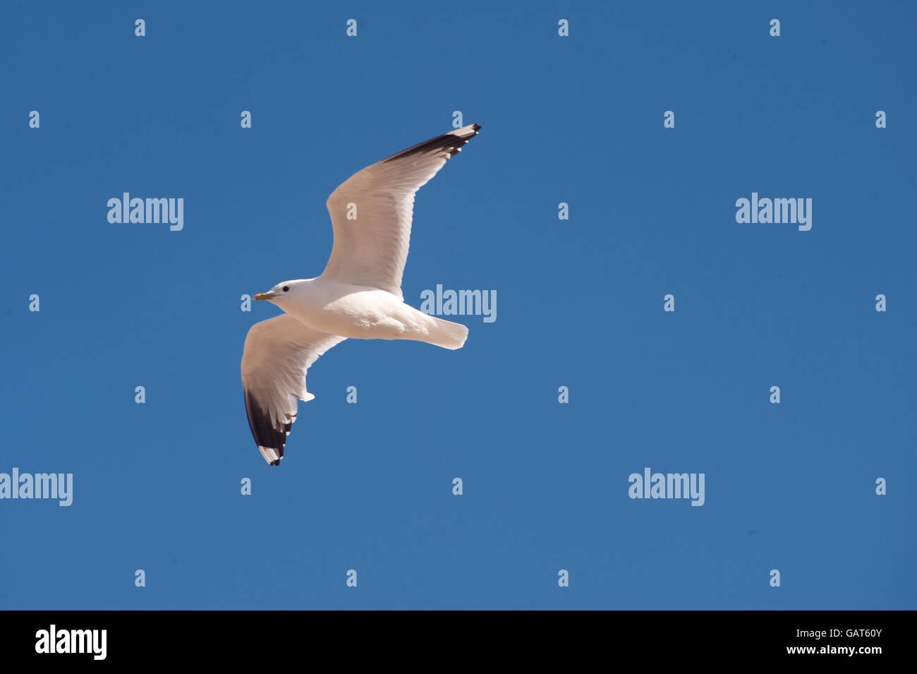 Common Gull flying Stock Photo - Alamy