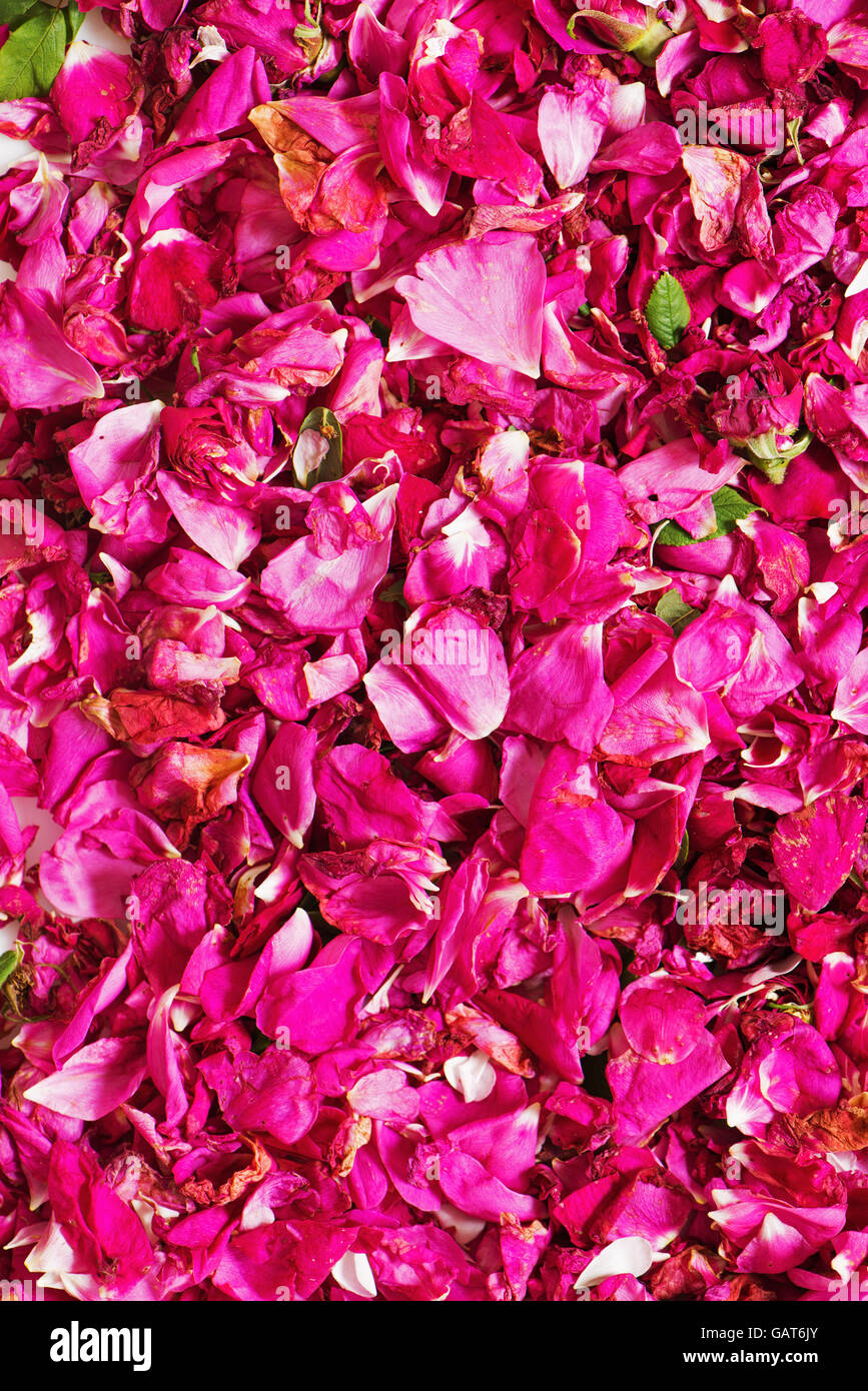 Background of dried pink rose petals for for tea and alternative ...