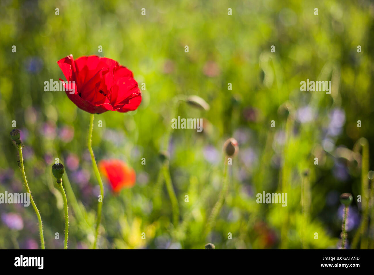 Uk summer flowers hi-res stock photography and images - Alamy
