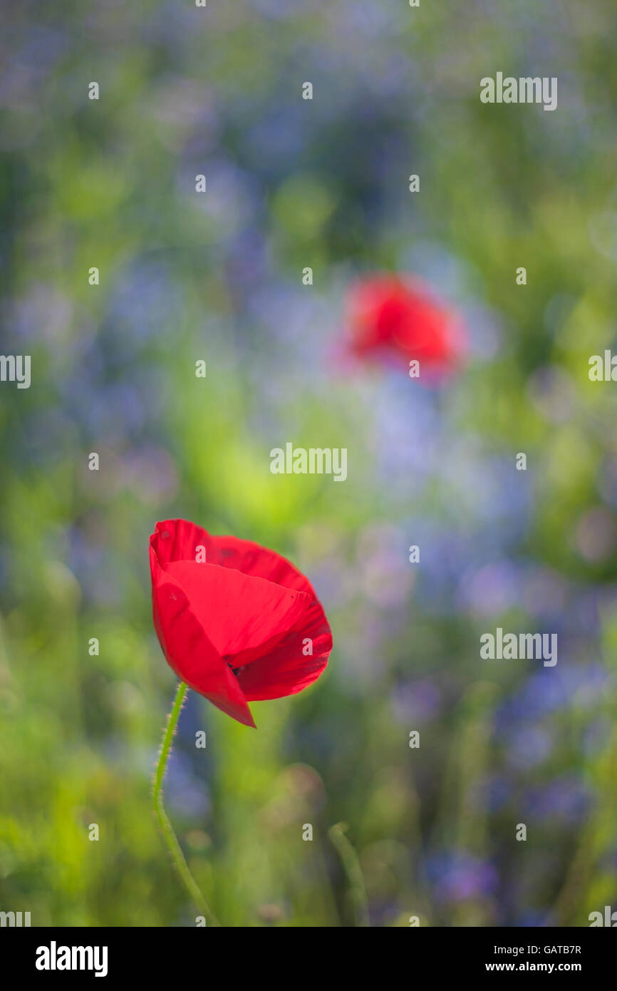 Poppy flowers in the summer Stock Photo - Alamy