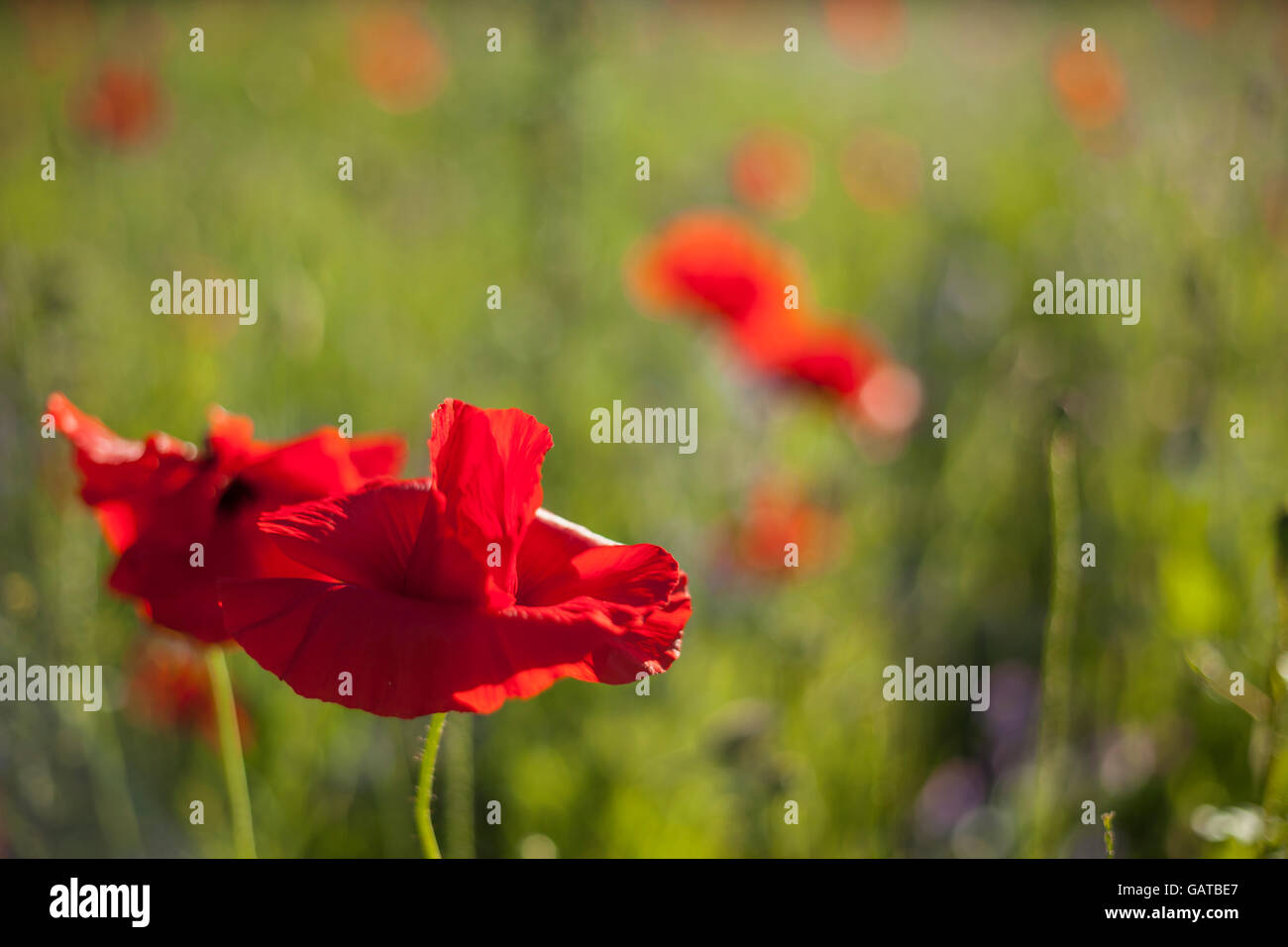 Poppy flowers in the summer Stock Photo - Alamy