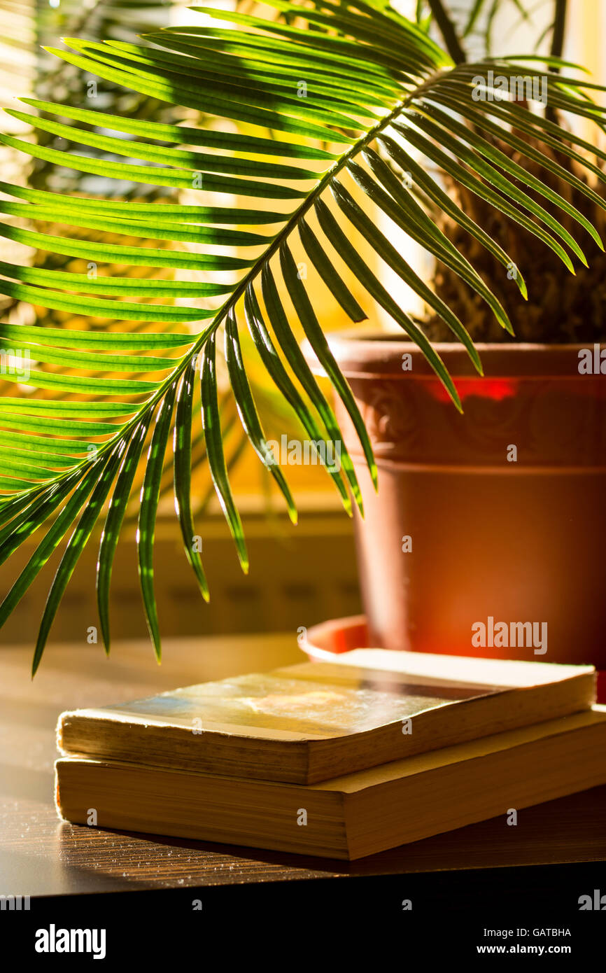 Fern and books. Two books an wooden table and branch of fern Stock ...