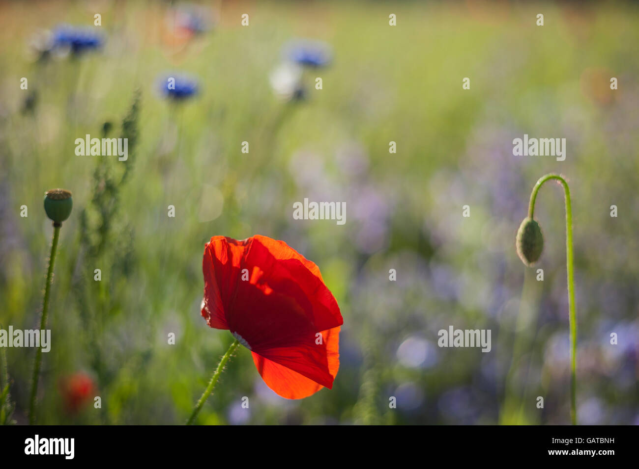 Poppy flower in the summer Stock Photo - Alamy