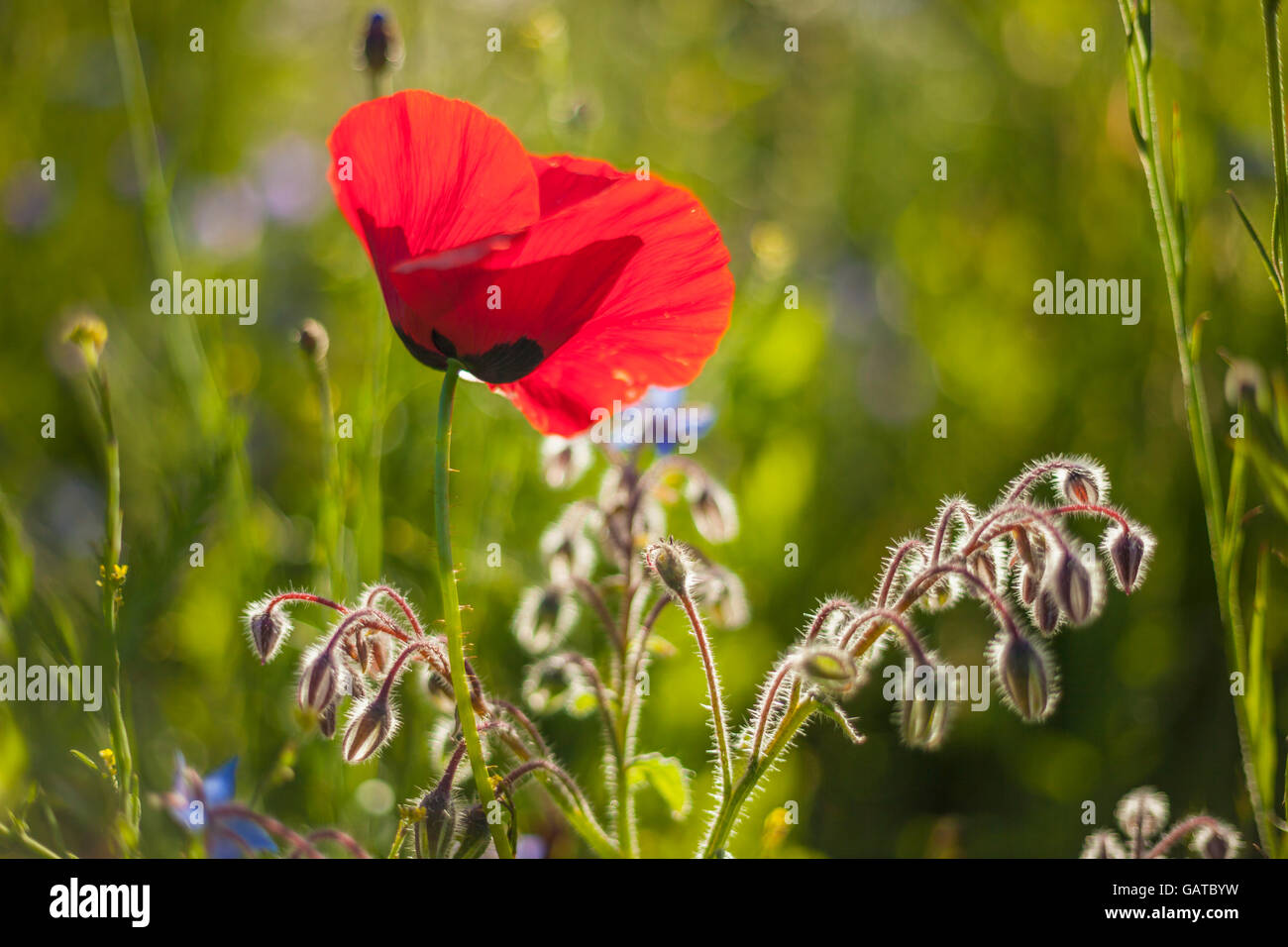 Poppy flower in the summer Stock Photo - Alamy