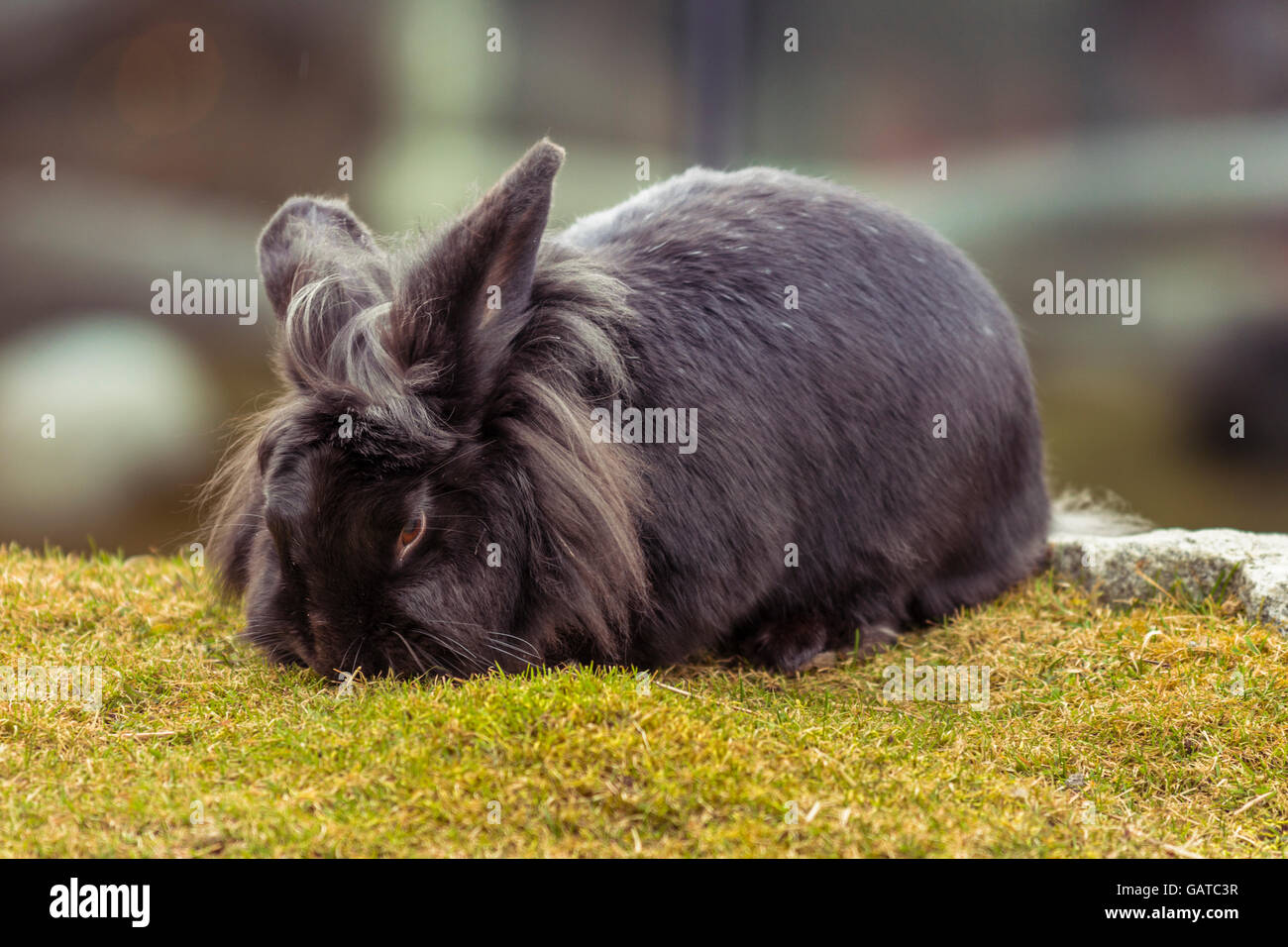 Black rabbit. Rabbit on the lawn. Rabbit on green grass Stock Photo - Alamy