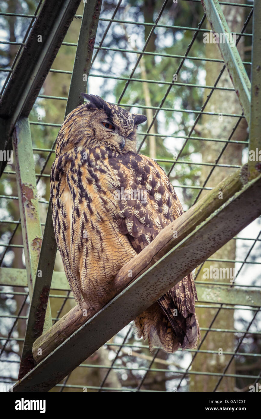 Owl at zoo.It is a nocturnal bird of prey with large forward-facing ...