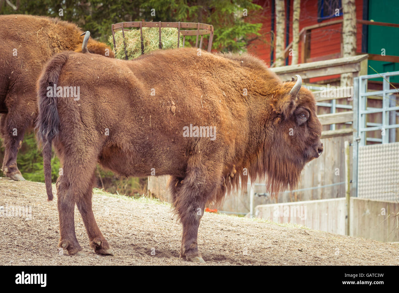 European bison (Bison bonasus Stock Photo - Alamy