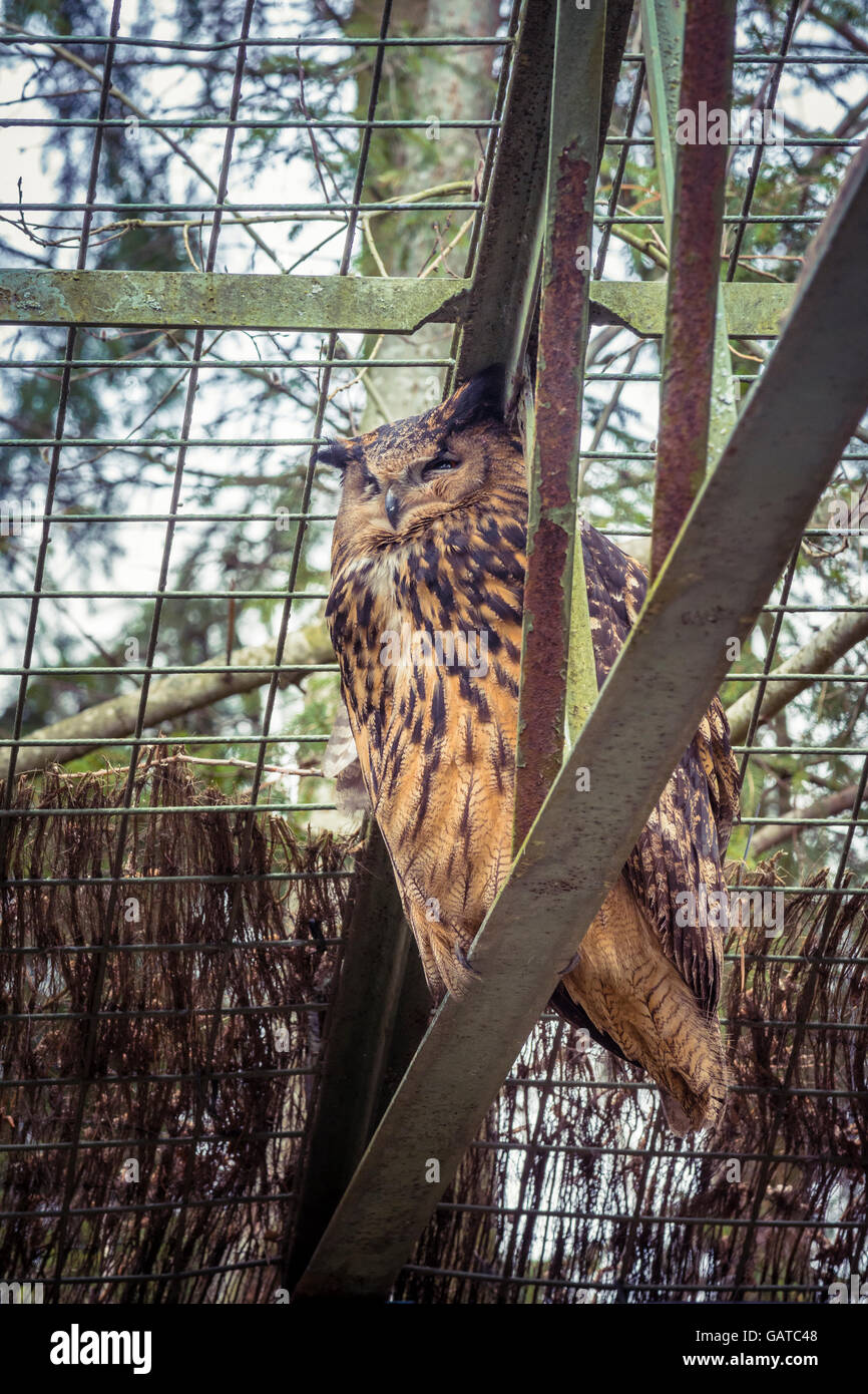 Owl at zoo.It is a nocturnal bird of prey with large forward-facing ...