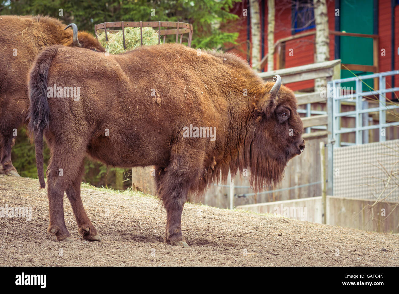 Bovine buffalo head bison hi-res stock photography and images - Alamy