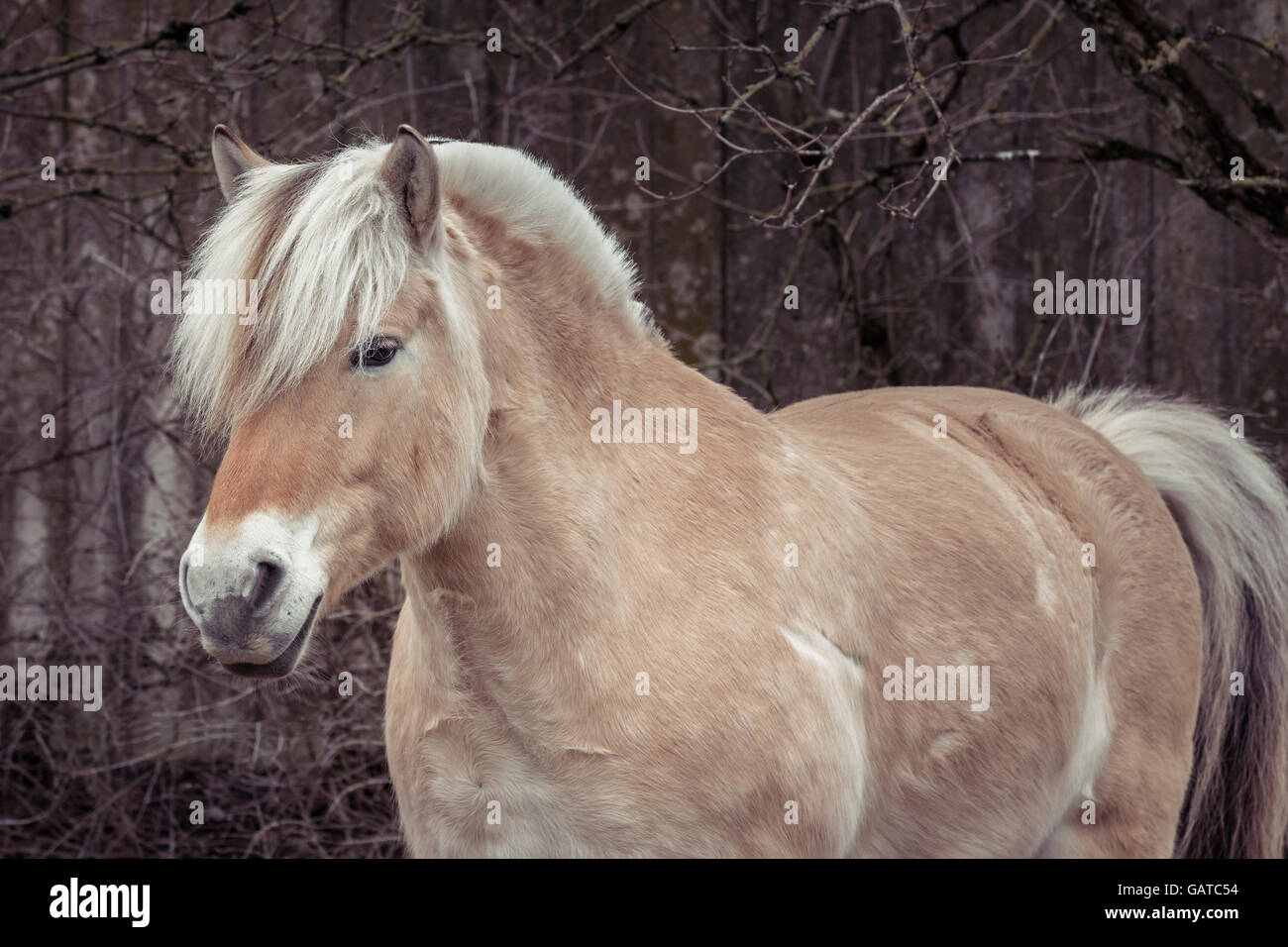 Horse breed study hi-res stock photography and images - Alamy