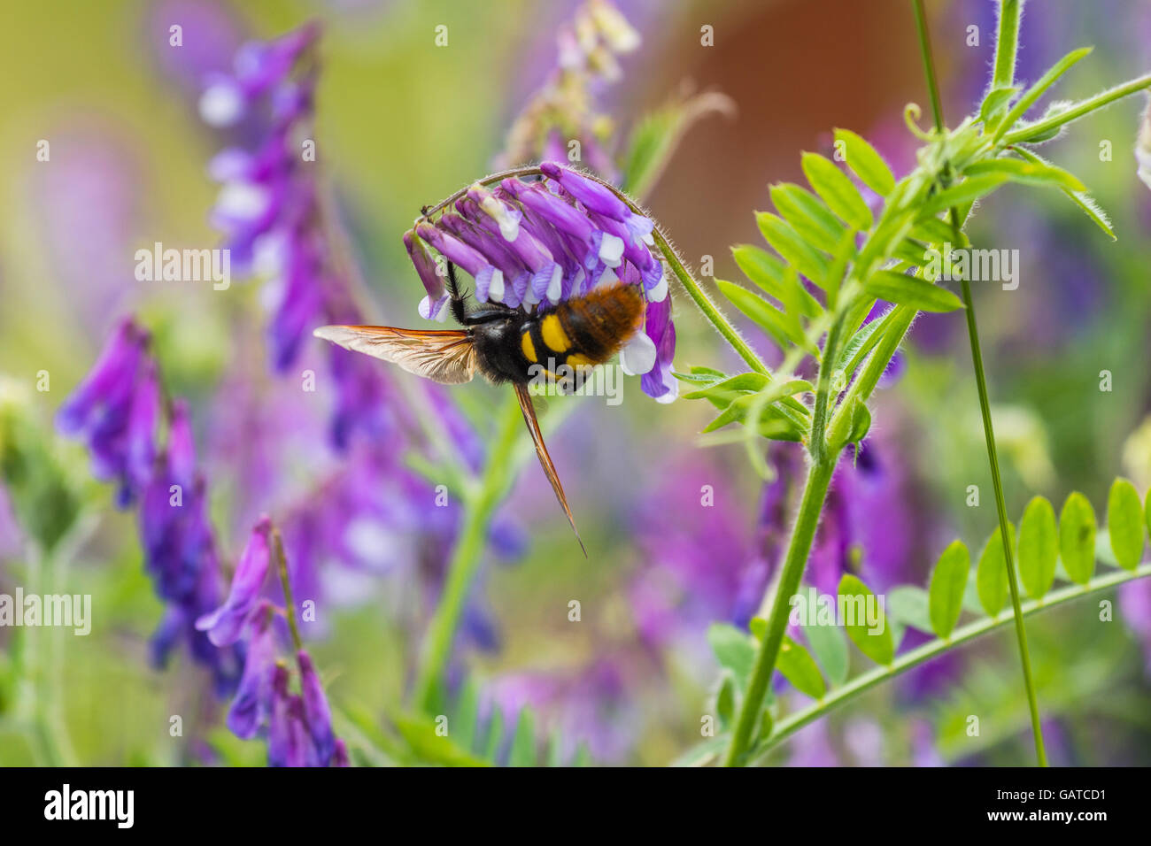 Bee on flower. Bee pollinating spring flowers. Summer bee. Honey bee on ...