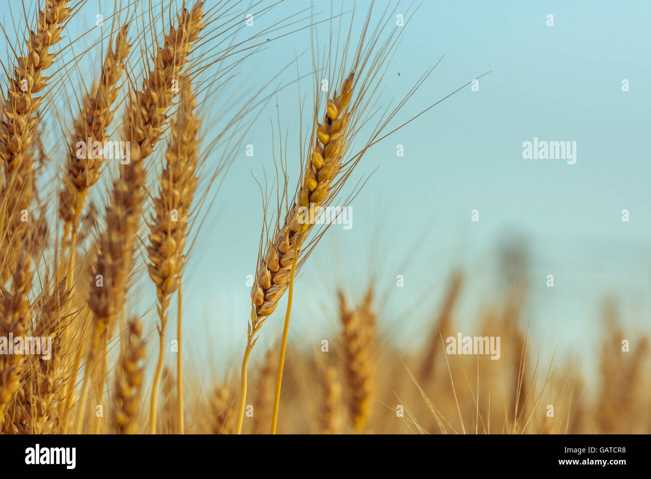 Wheat field. Golden field of wheat. Harvest time. Wheat crop ready for ...