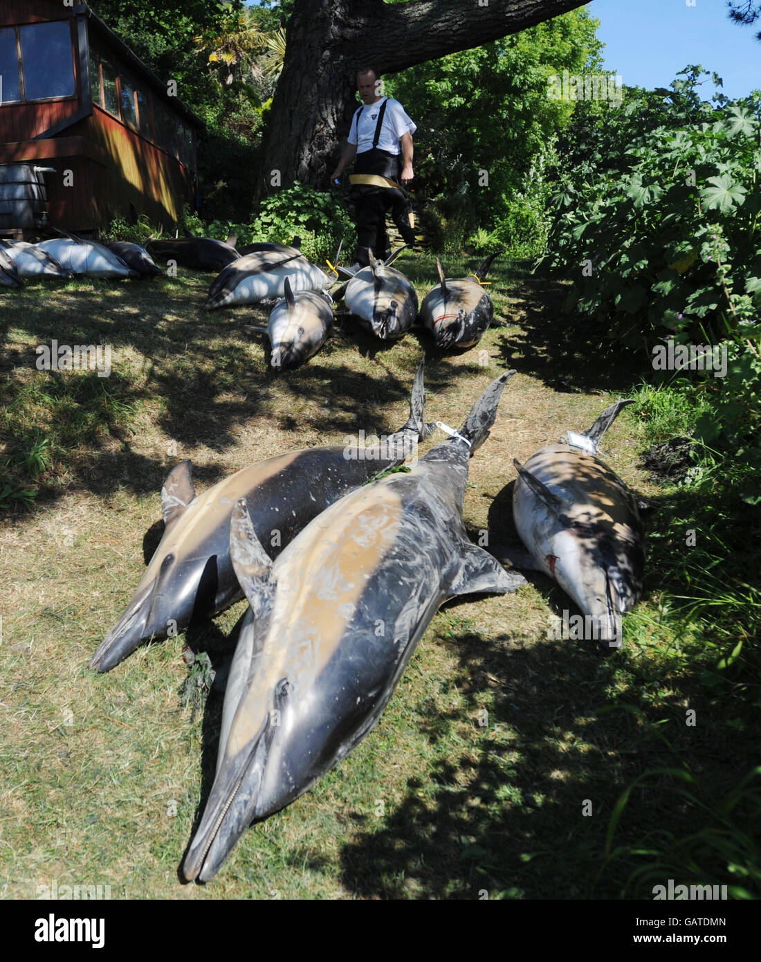 Mass stranding hi-res stock photography and images - Alamy
