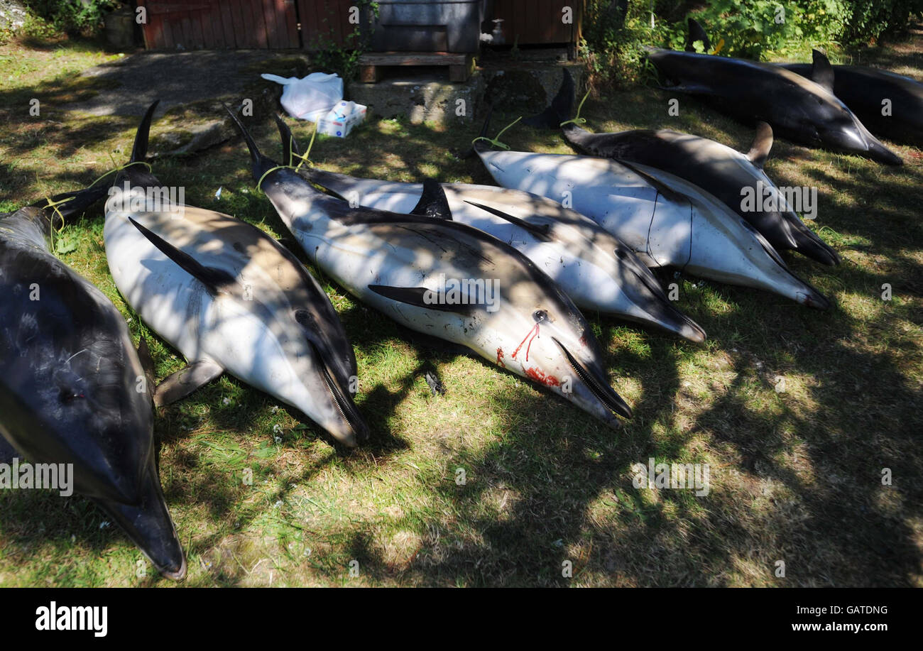 Stranding Dolphin High Resolution Stock Photography and Images - Alamy