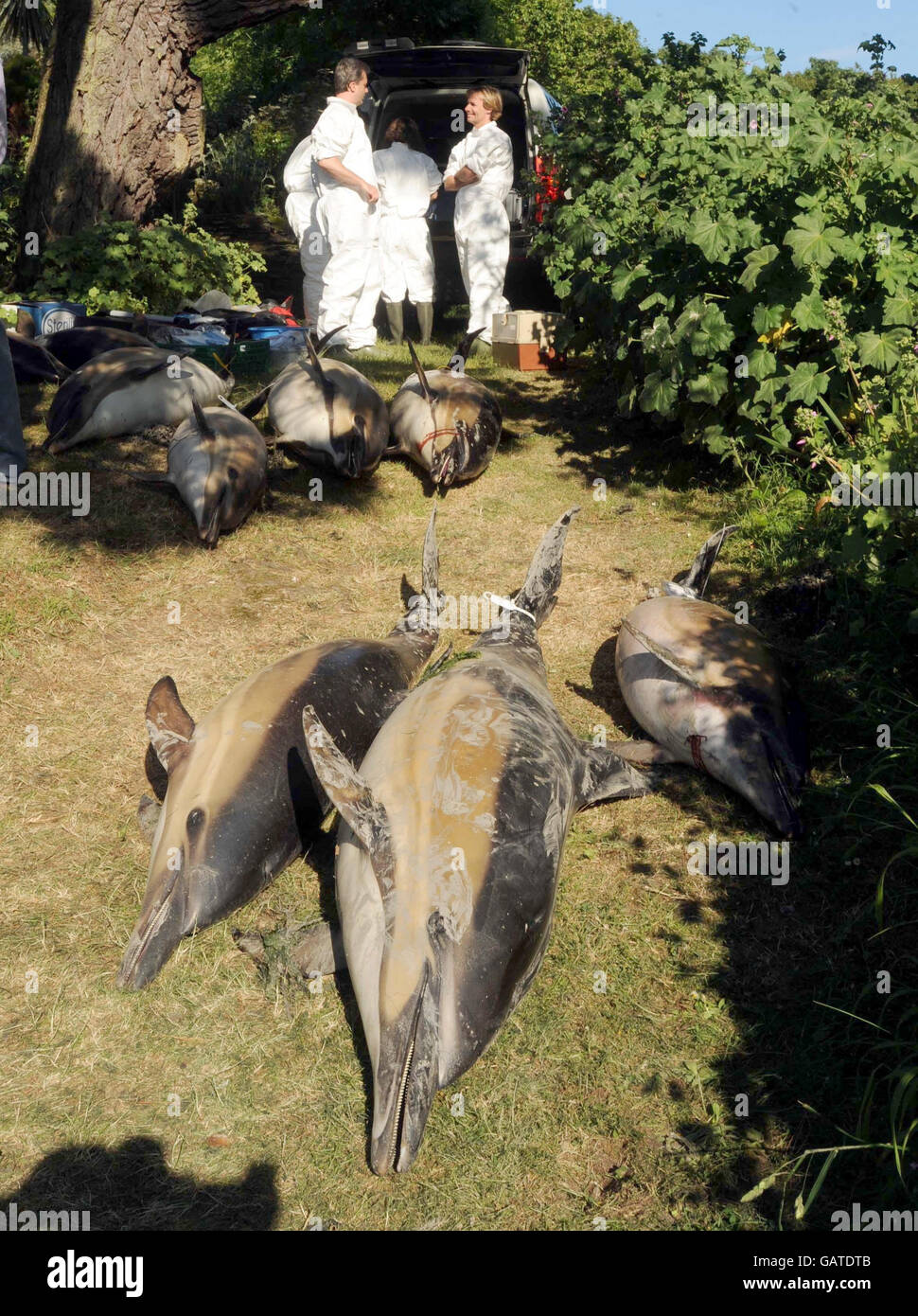 Dead dolphin hi-res stock photography and images - Alamy