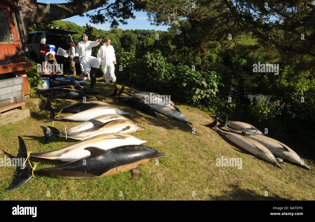 Dolphins die in mass stranding Stock Photo - Alamy