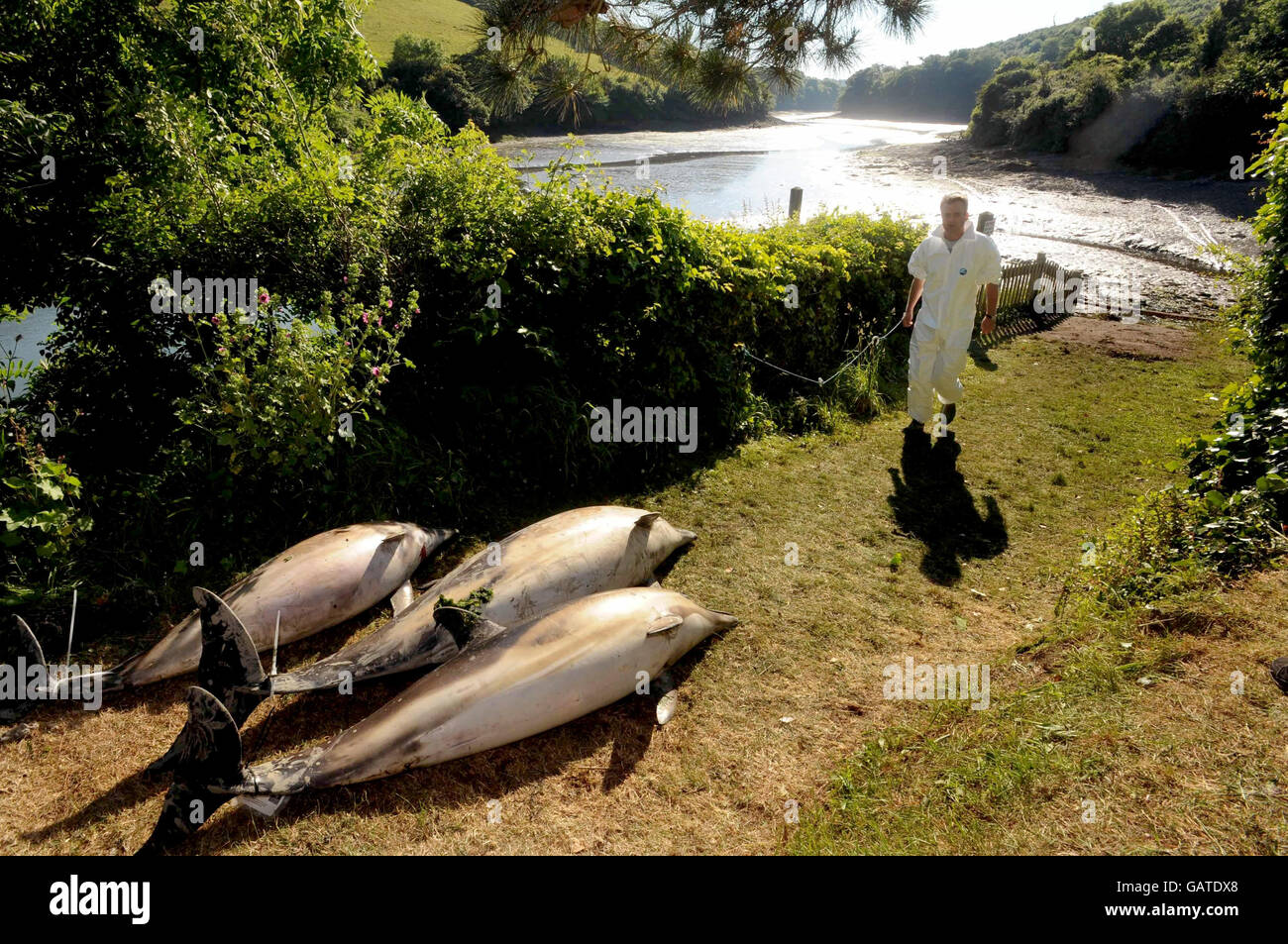 Dolphins die in mass stranding Stock Photo - Alamy