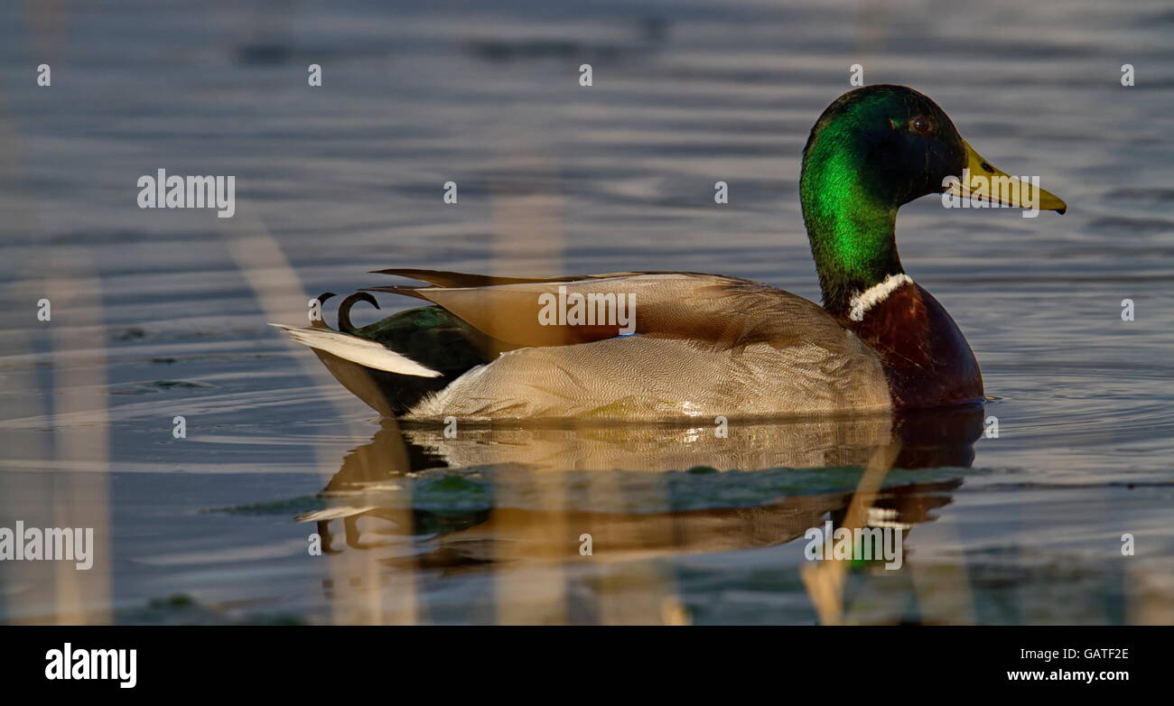 Male Mallard duck in the river Stock Photo - Alamy