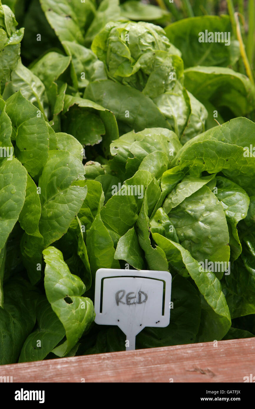 Allottments hi-res stock photography and images - Alamy