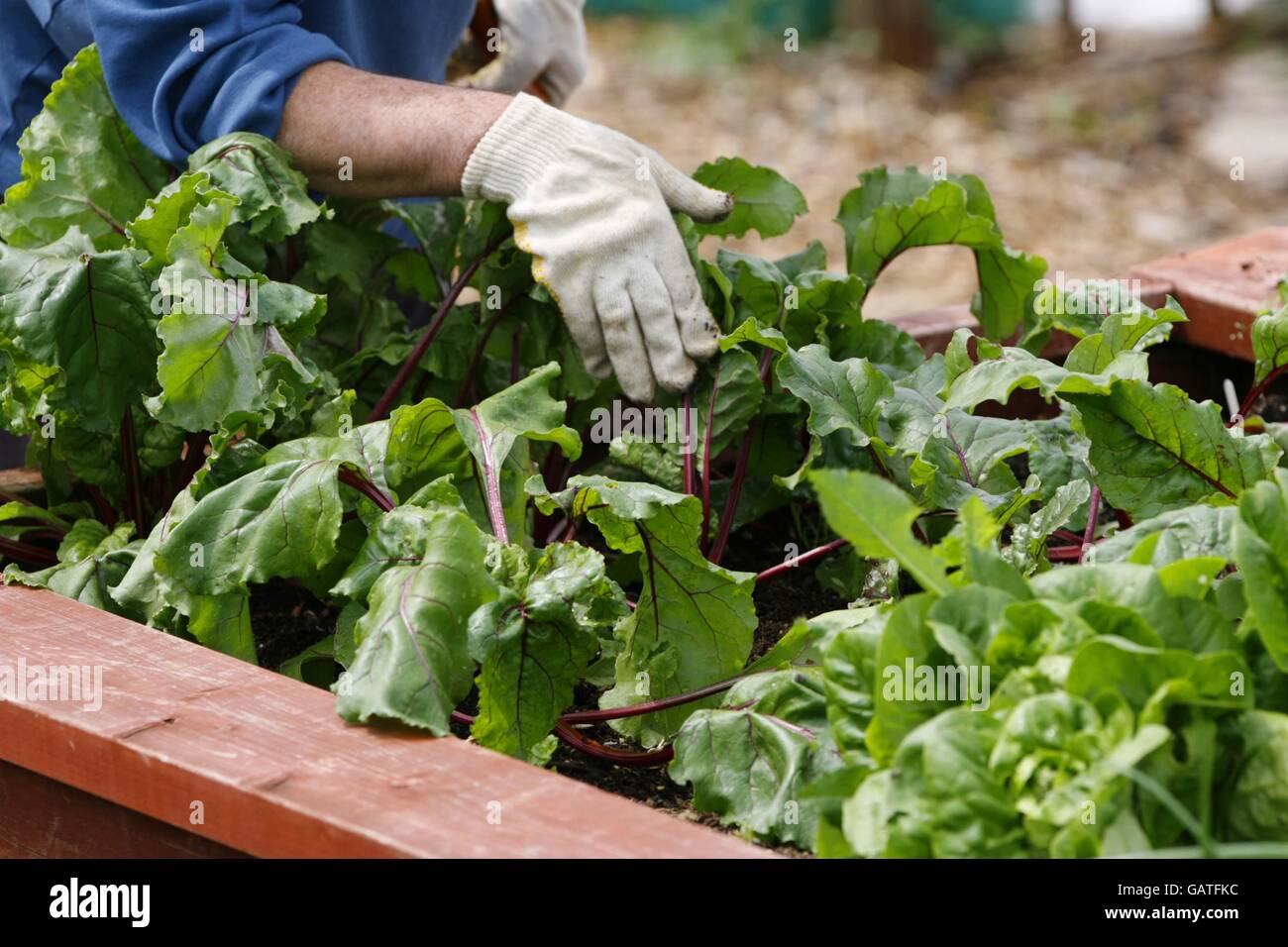 Beetroot plants under cultivation at the Weston Allotments in ...