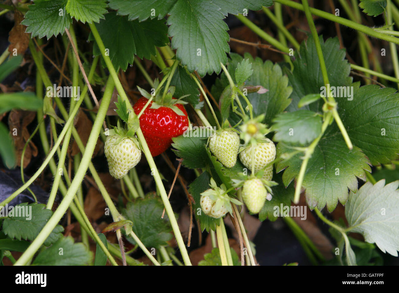 Strawberry polytunnel polytunnels strawberries hi-res stock photography ...