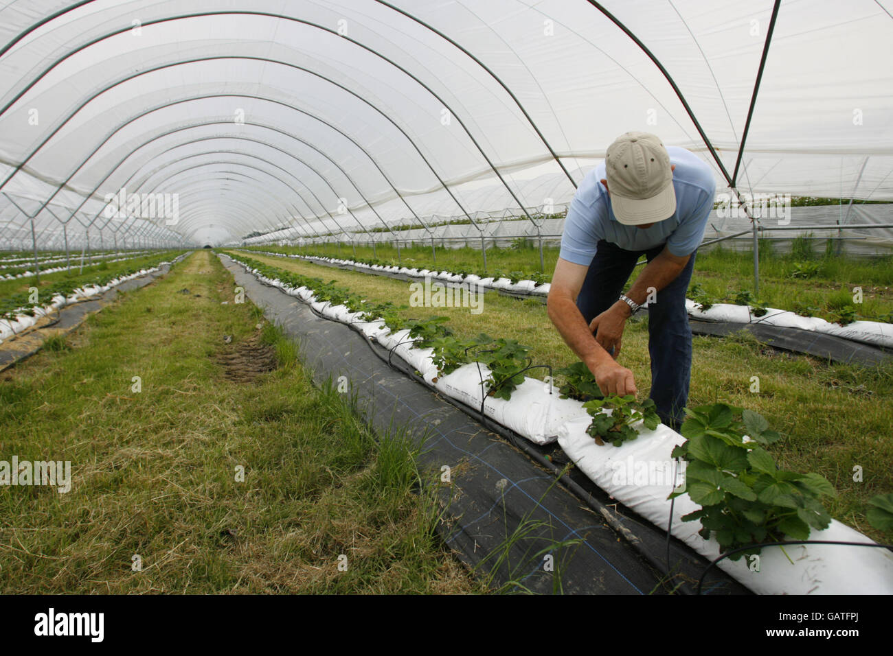 Tenant farmer John Boyd checks strawberries in one of the many ...