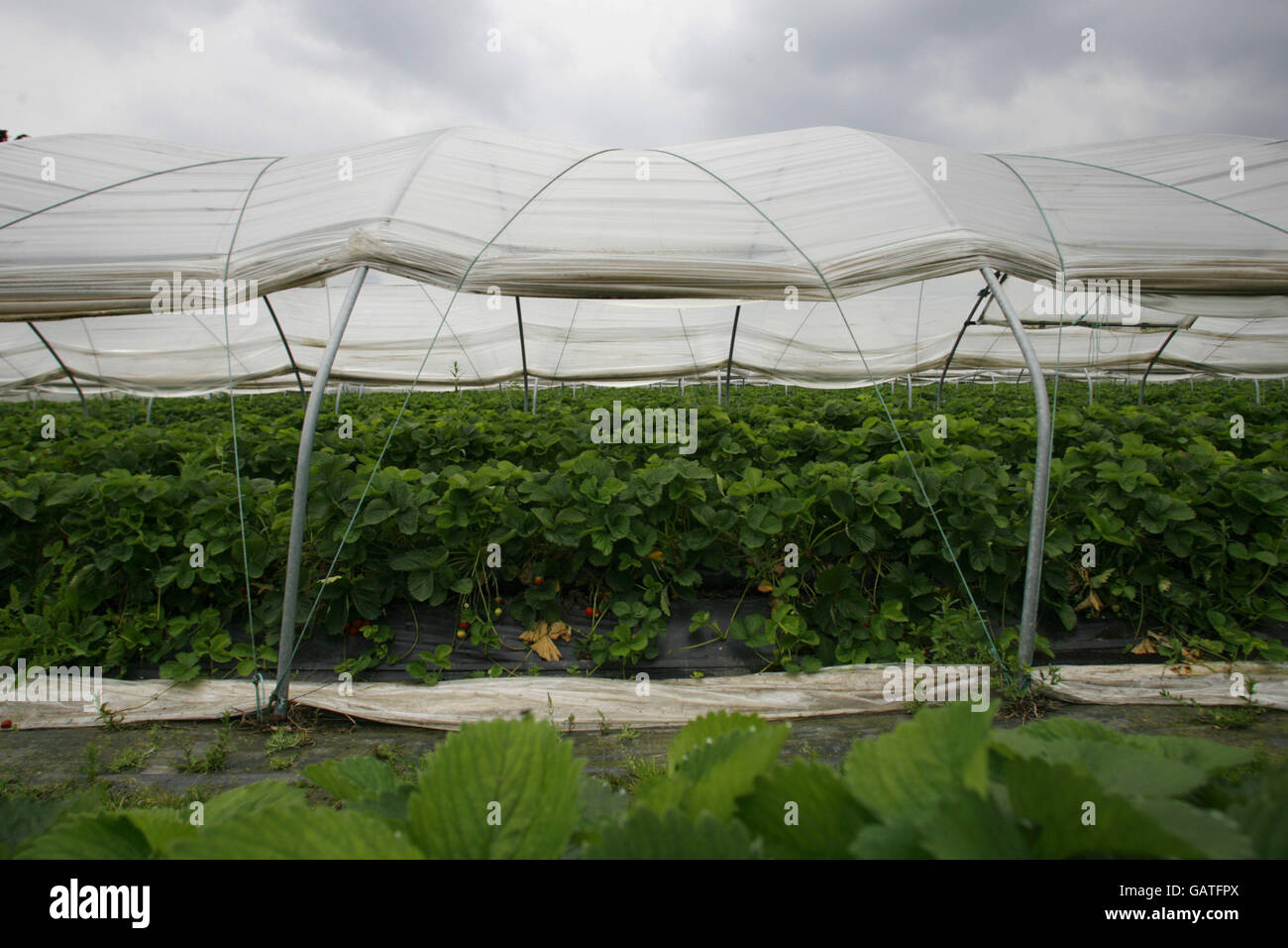 Strawberry polytunnel polytunnels strawberries hi-res stock photography ...