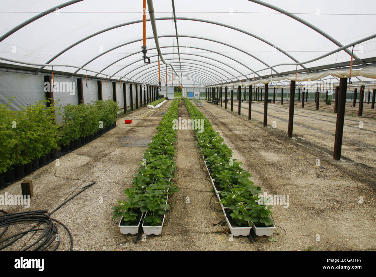 Strawberries being grown in one of the many polytunnels on John Boyd's ...