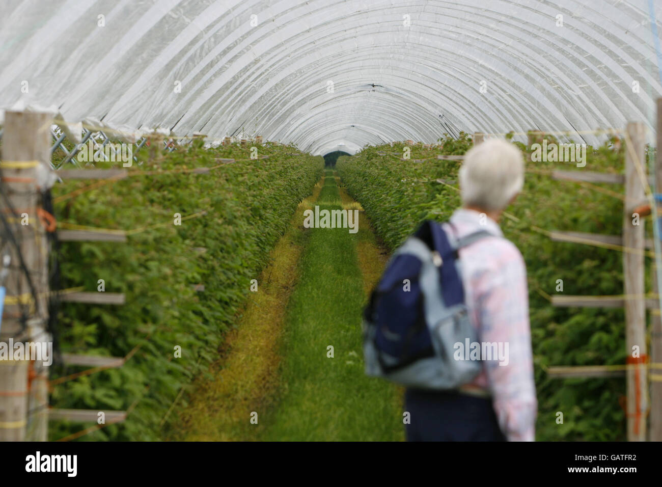 News farm polytunnels High Resolution Stock Photography and Images - Alamy
